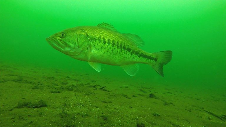 10 Bass Facts You Probably Didn't Know - Wired2Fish