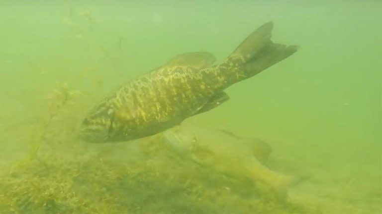 10 Bass Facts You Probably Didn't Know - Wired2Fish