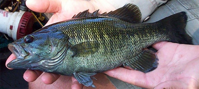 Types of Bass and How to Identify Them - Wired2Fish