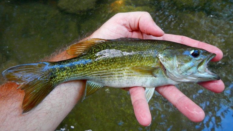 Types of Bass and How to Identify Them - Wired2Fish