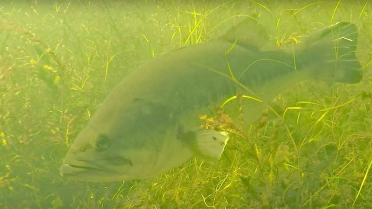 10 Bass Facts You Probably Didn't Know - Wired2Fish