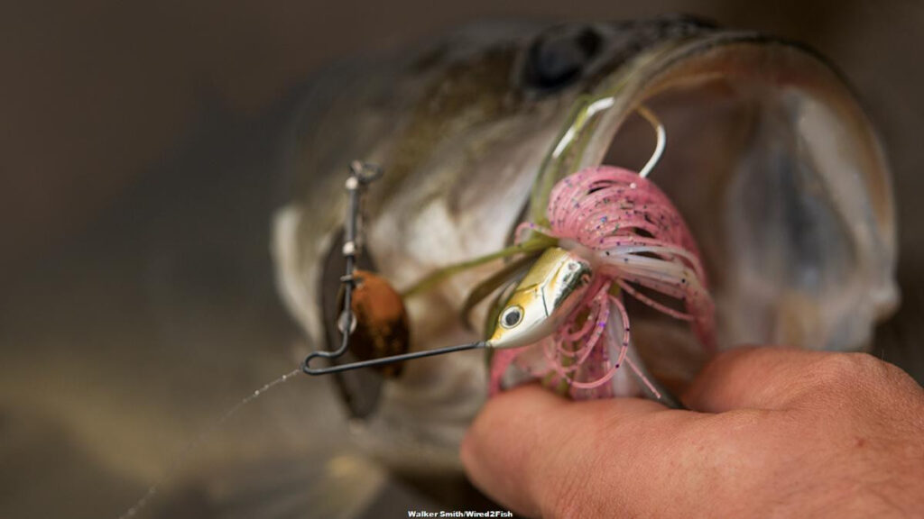 Terminator T1 Spinnerbait Review - Wired2Fish