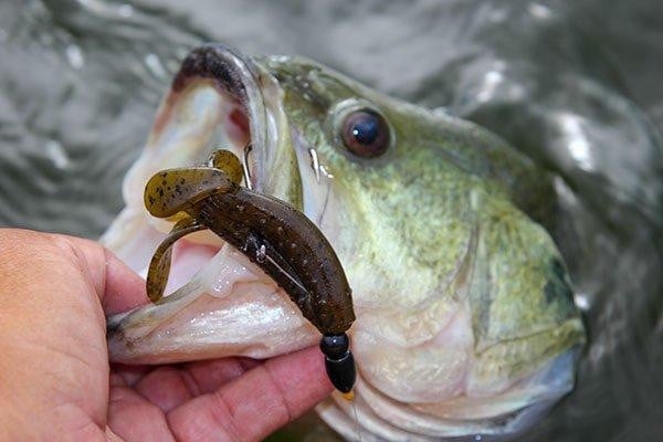 Zoom Z Hog Review - Wired2Fish