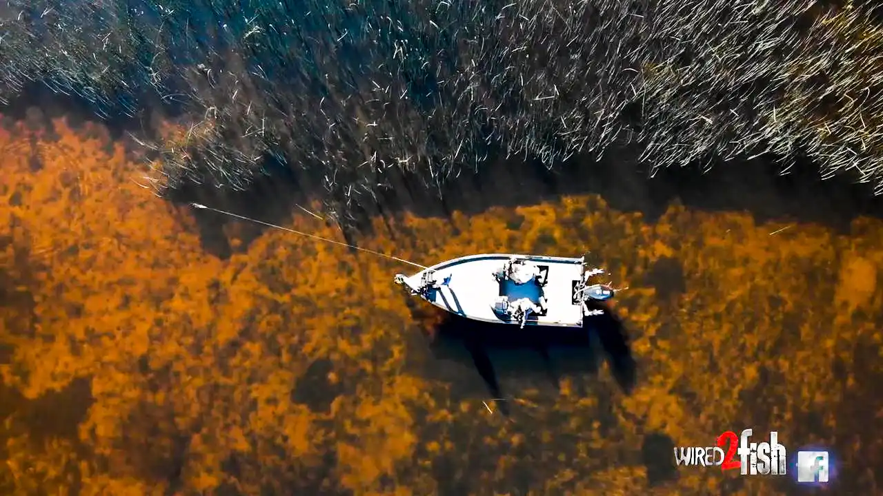 Fishing Shallow for Late Summer Bass | BUZZ Toad Beatdown - Wired2Fish