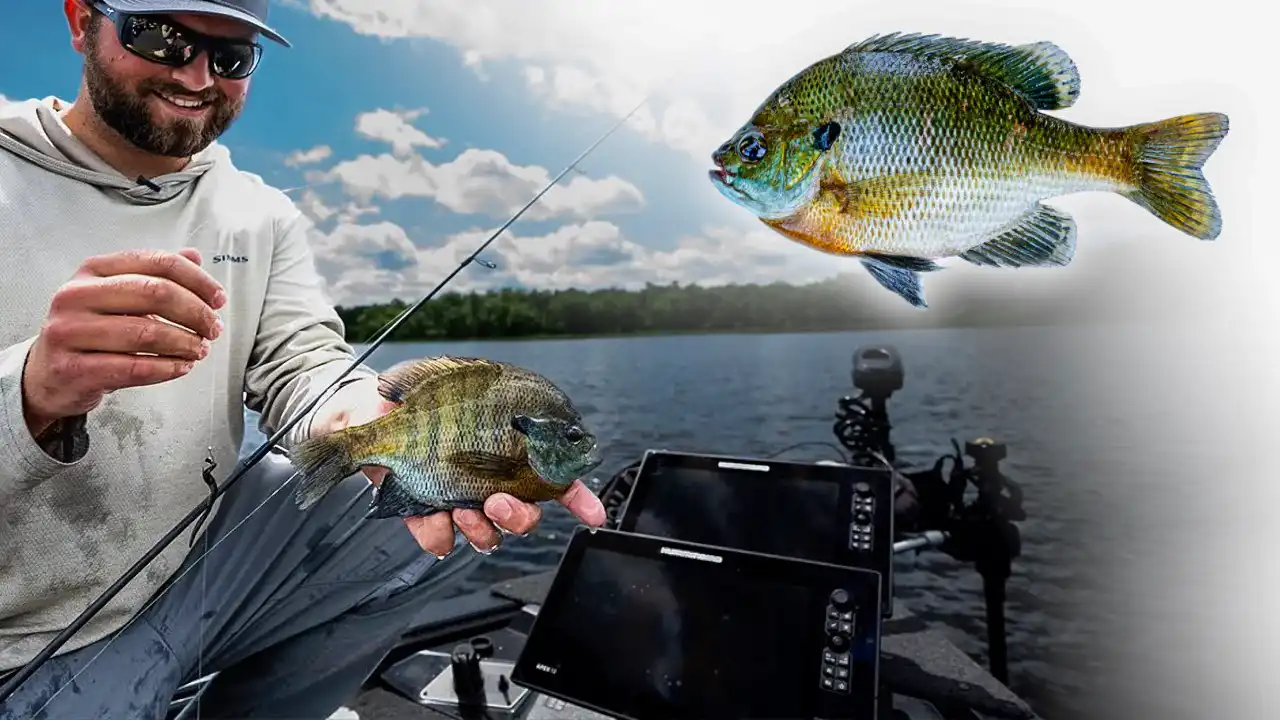 Bluegill Fishing Using Advanced Fish Finder Technology - Wired2Fish