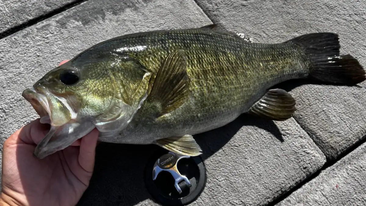 New York Angler Catches Once-In-A-Lifetime Fish: A Meanmouth Bass ...