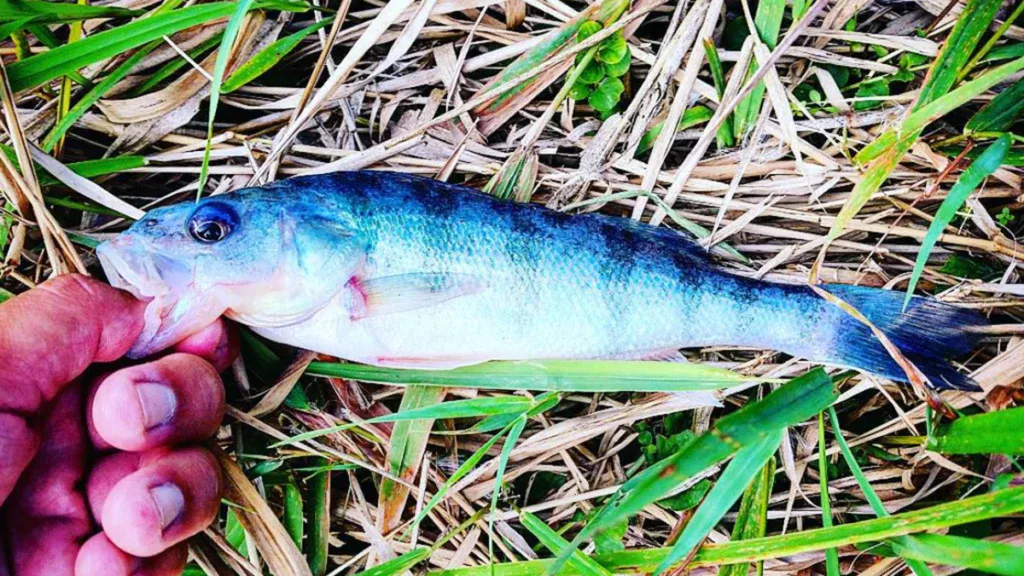 Why Are Some Freshwater Fish Blue? - Wired2Fish