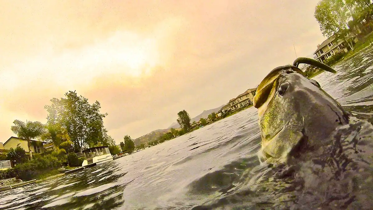 The Next Time You’re Bass Fishing, Go from Zero to Hero with These 5 ...